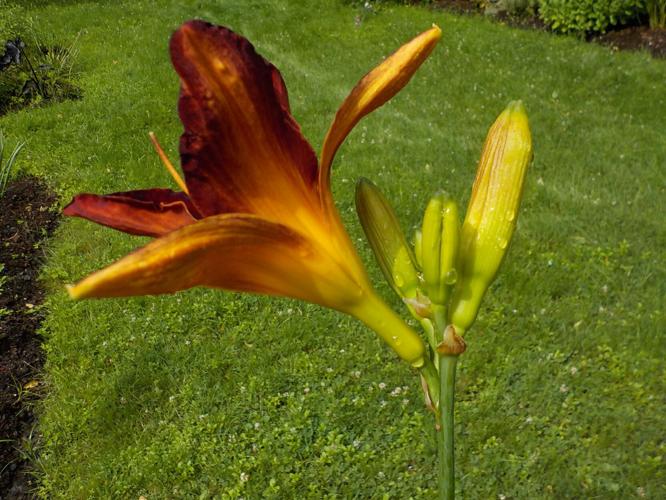 Henry Homeyer | Notes from the Garden: Tips for picking and arranging ...
