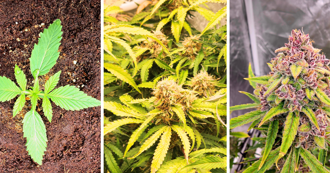 Terrapin Gardens to host ‘Meet the Grower’ event in Montpelier ...