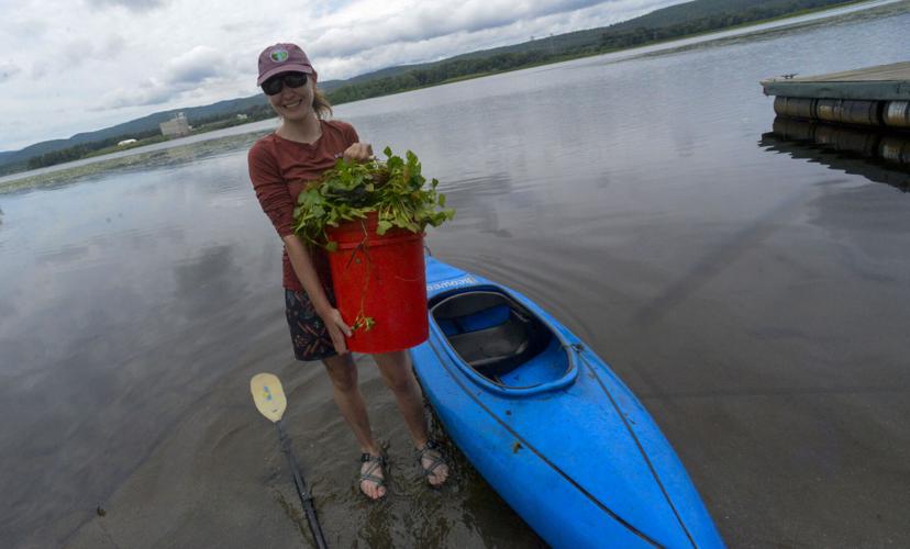 Removing an invasive species from the Connecticut River | Local News ...