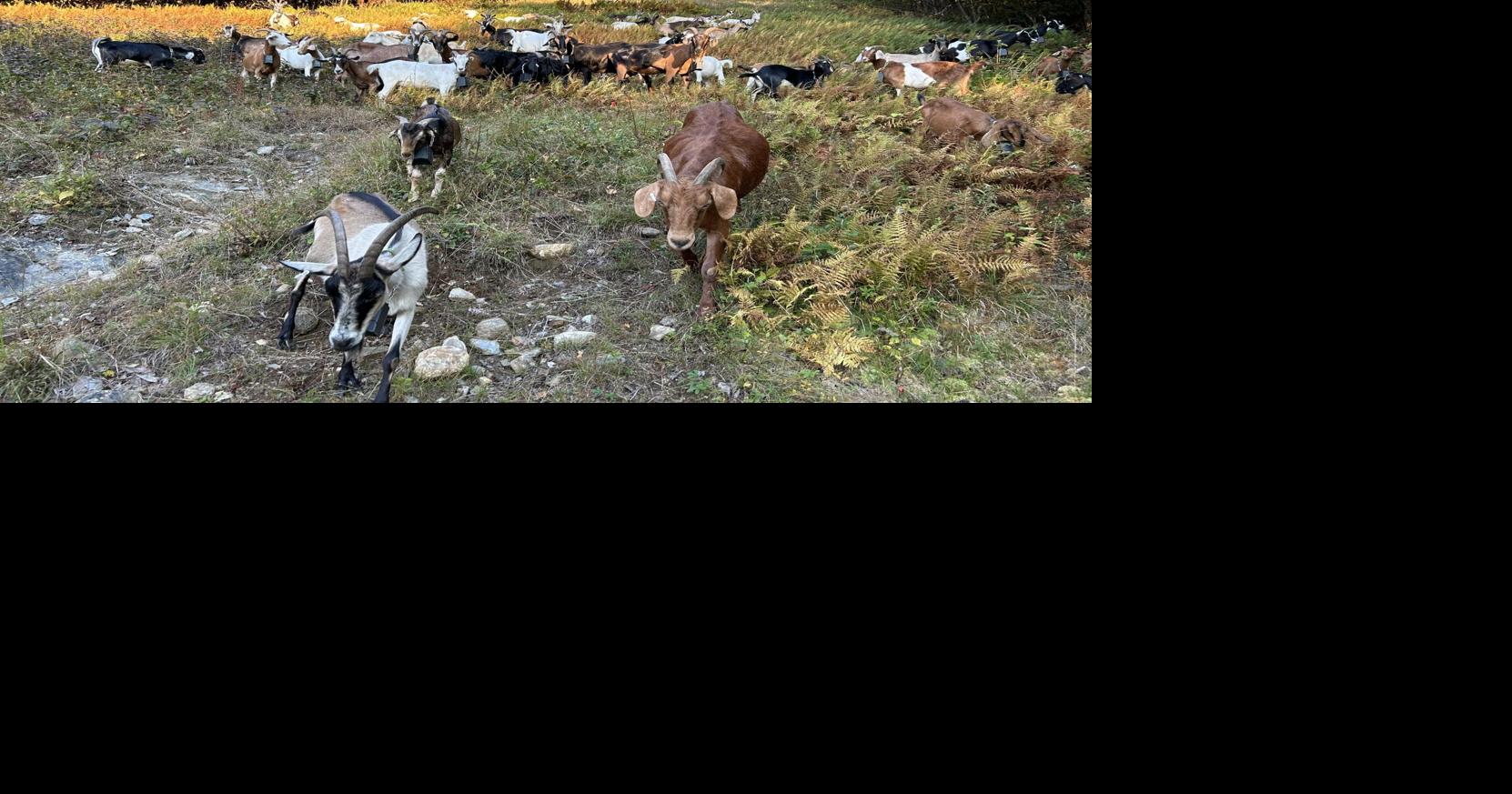 Goats graze Magic Mountain, test new technology | Local News | reformer.com