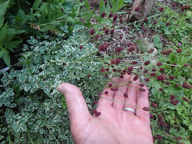 Henry Homeyer | Notes from the Garden: On Becoming a Plant Collector ...