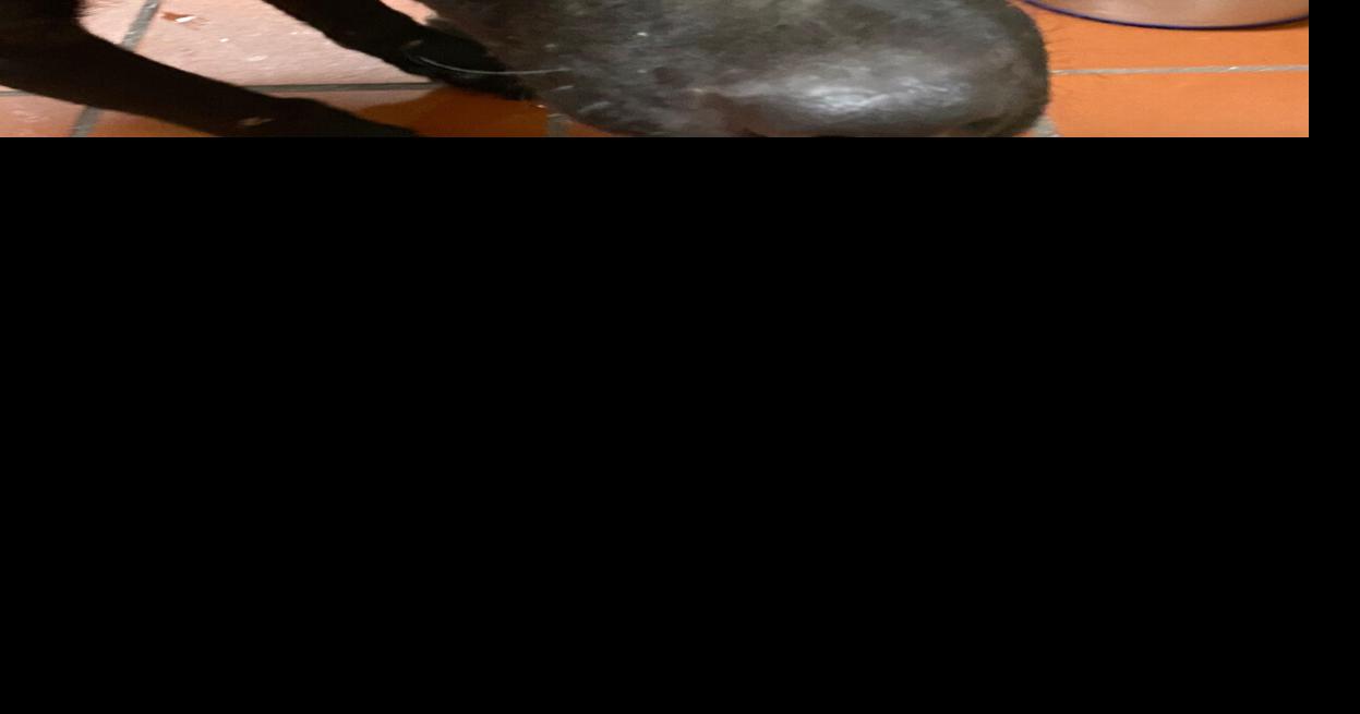 21 mistreated dogs wind up at Humane Society | Local News | reformer.com