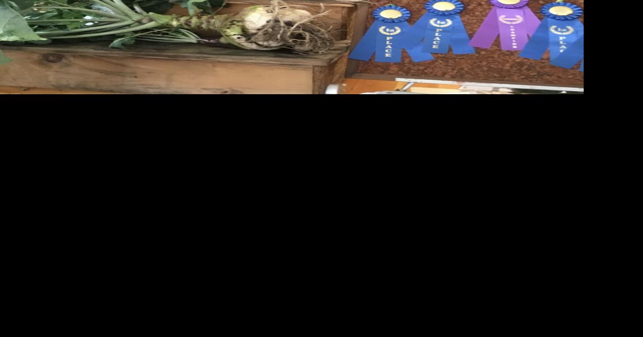 Wardsboro prepares for its annual Vermont Gilfeather Turnip Festival ...