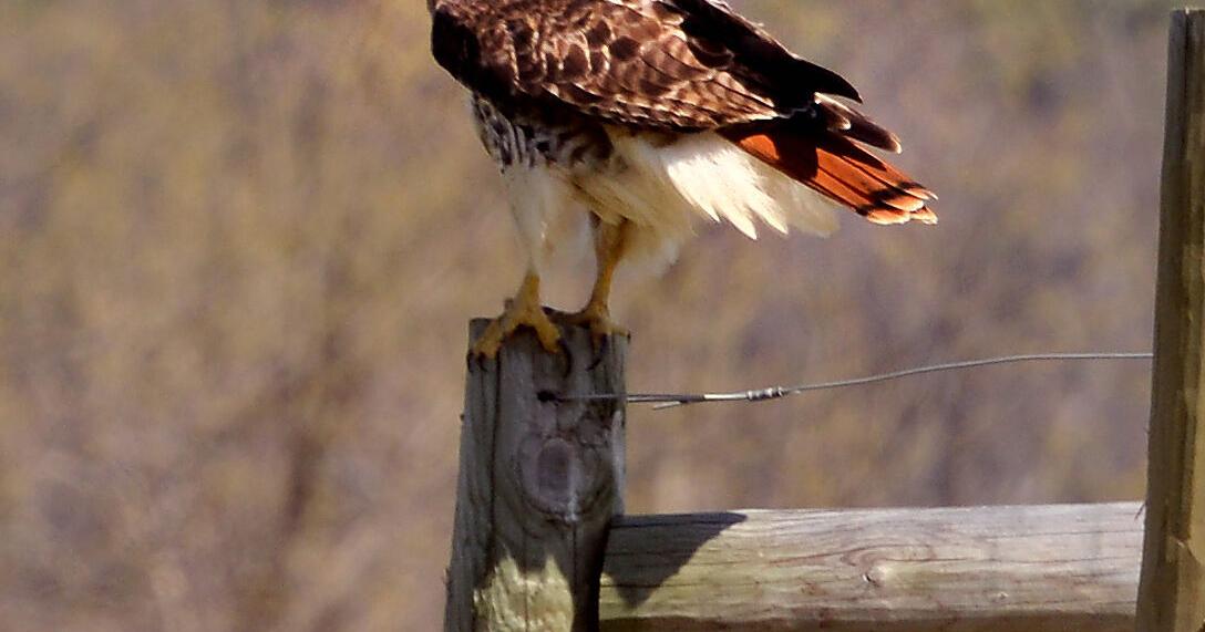 The Outside Story: Northeastern hawks soaring through winter | Outdoors ...