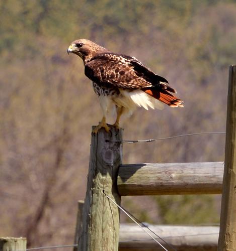 The Outside Story: Northeastern hawks soaring through winter | Outdoors ...