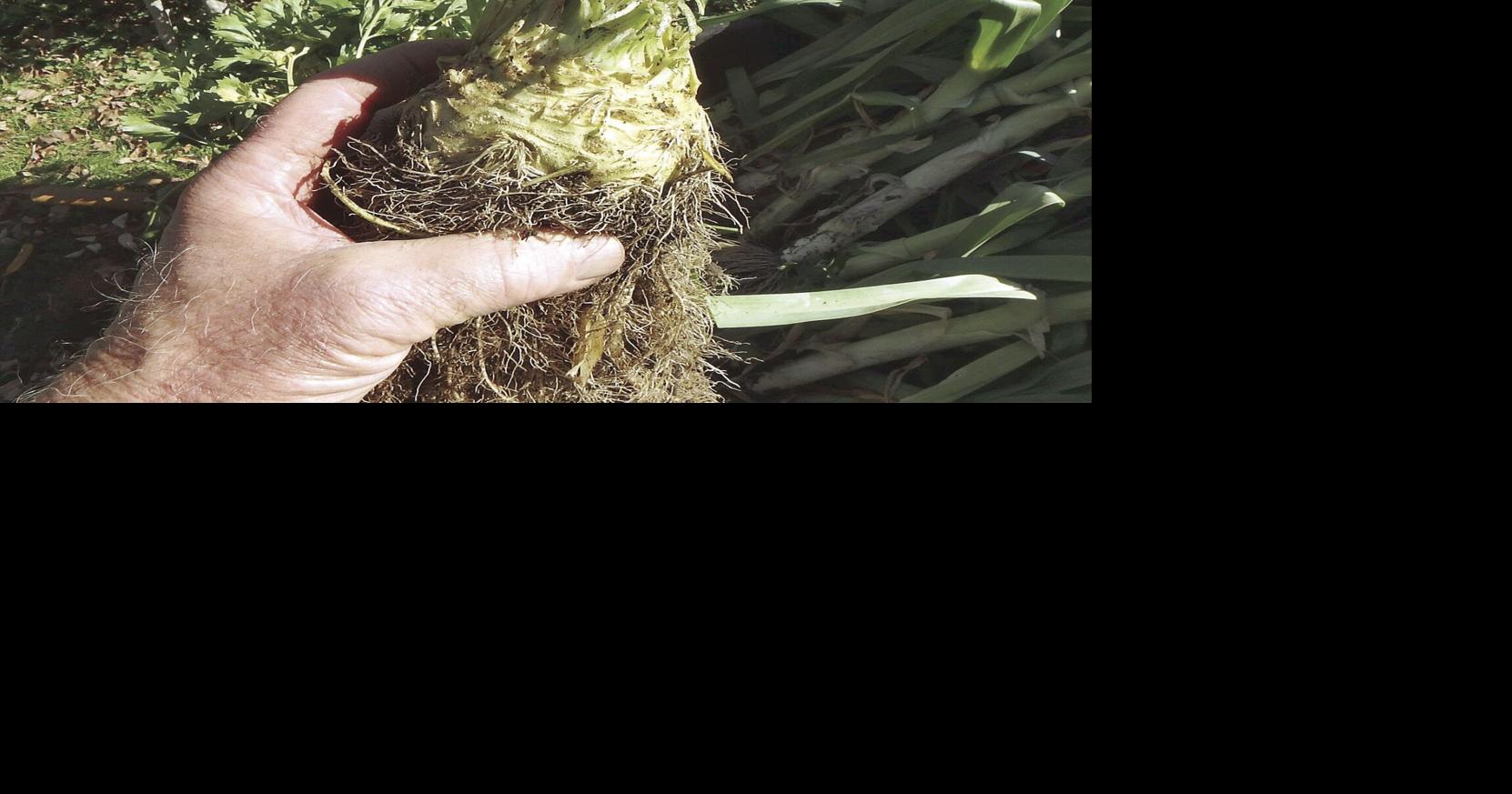 Henry Homeyer: Notes from the Garden | Vegetables I’m still eating ...