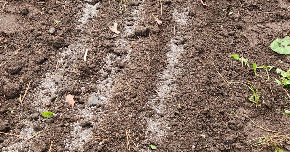 Henry Homeyer | Notes from the Garden: It’s time to plant spring bulbs ...