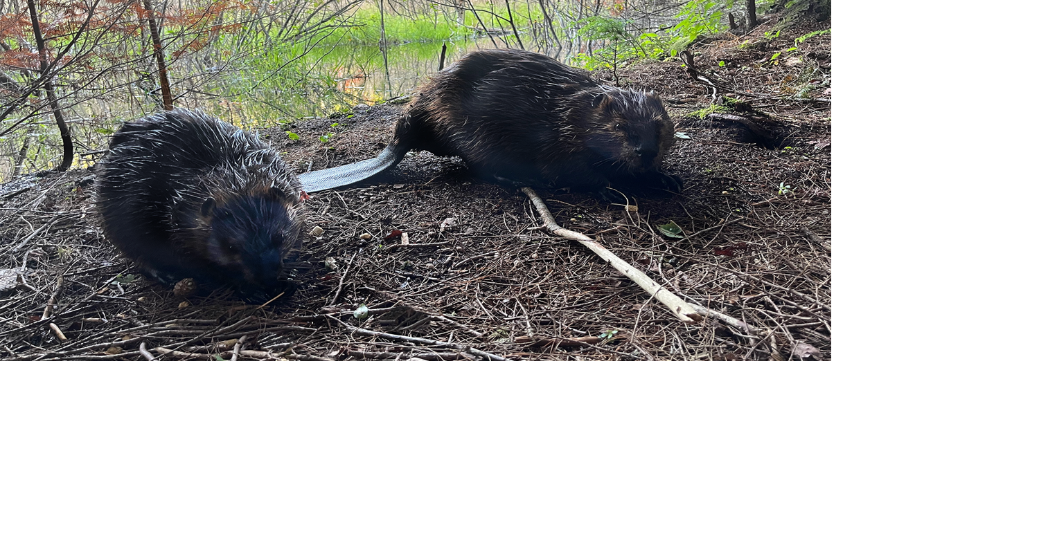 Patti Smith | The View from Heifer Hill: A beaver chorus | Outdoors ...