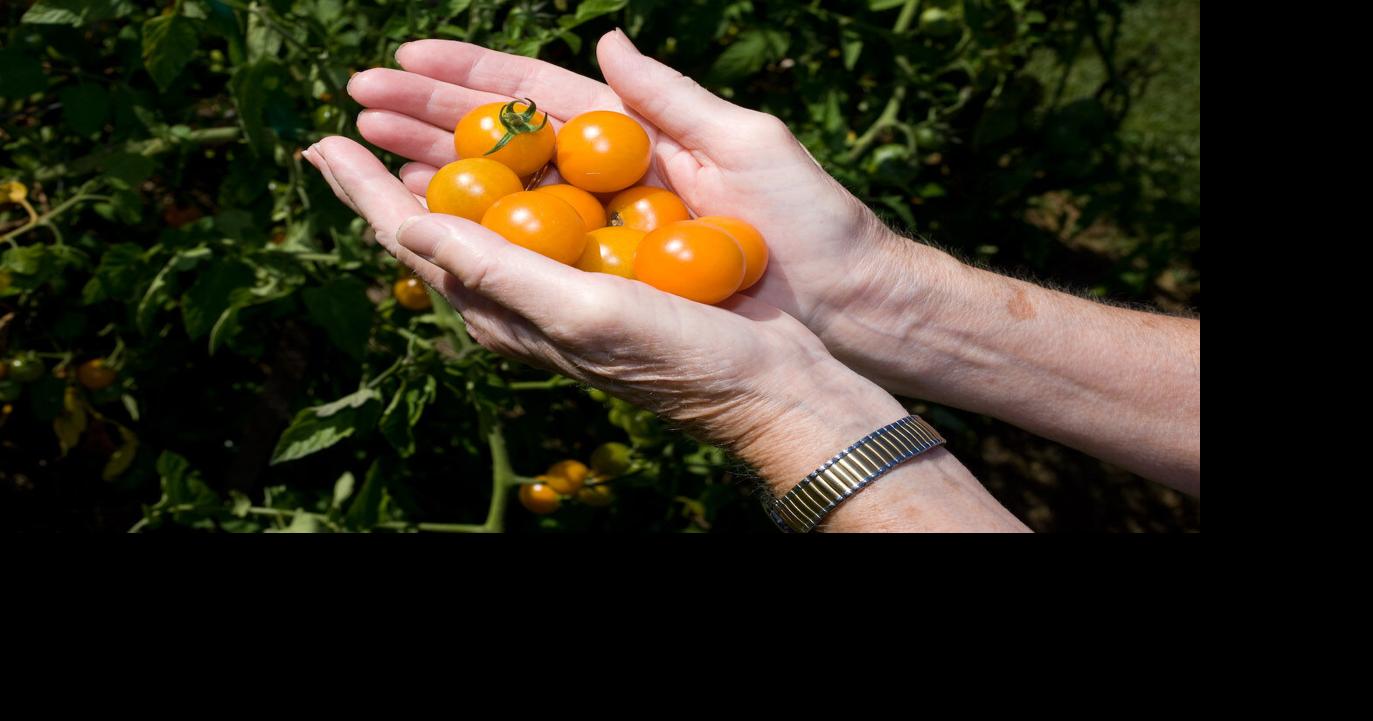 Notes from the Garden by Henry Homeyer: Looking back on 2025, and ...