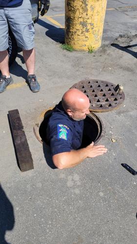 Walpole emergency responders save bird trapped in storm drain | Local ...