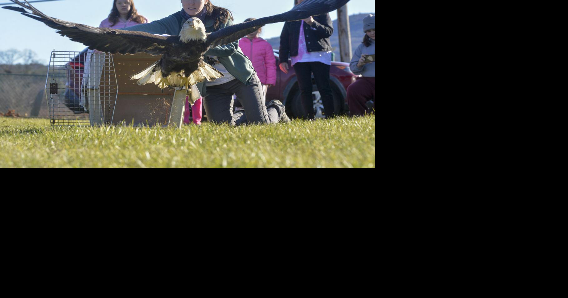 Fly eagle, fly | Local News | reformer.com