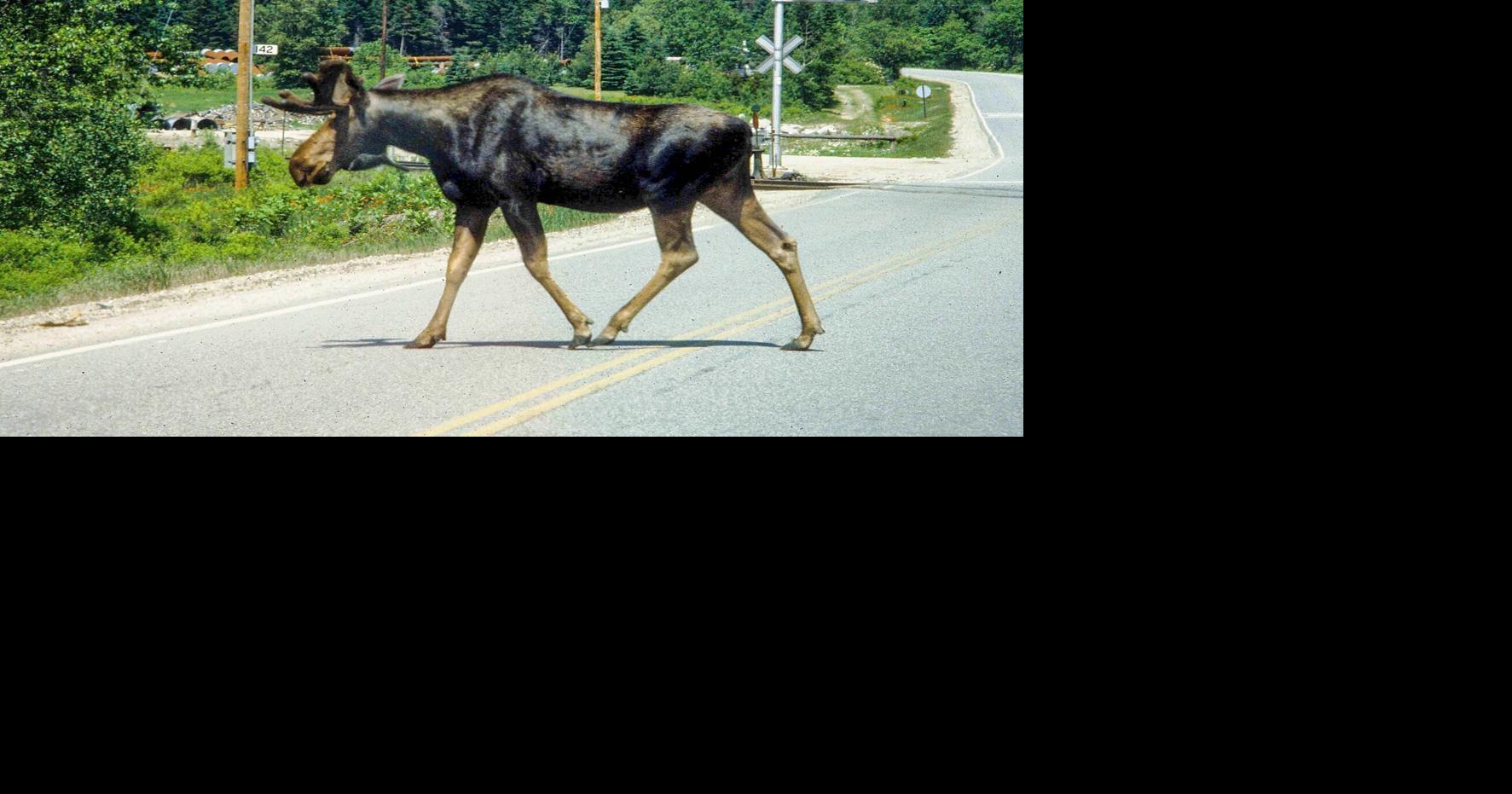 Vermont allocates moose hunting permits for 2023 | Community-news ...