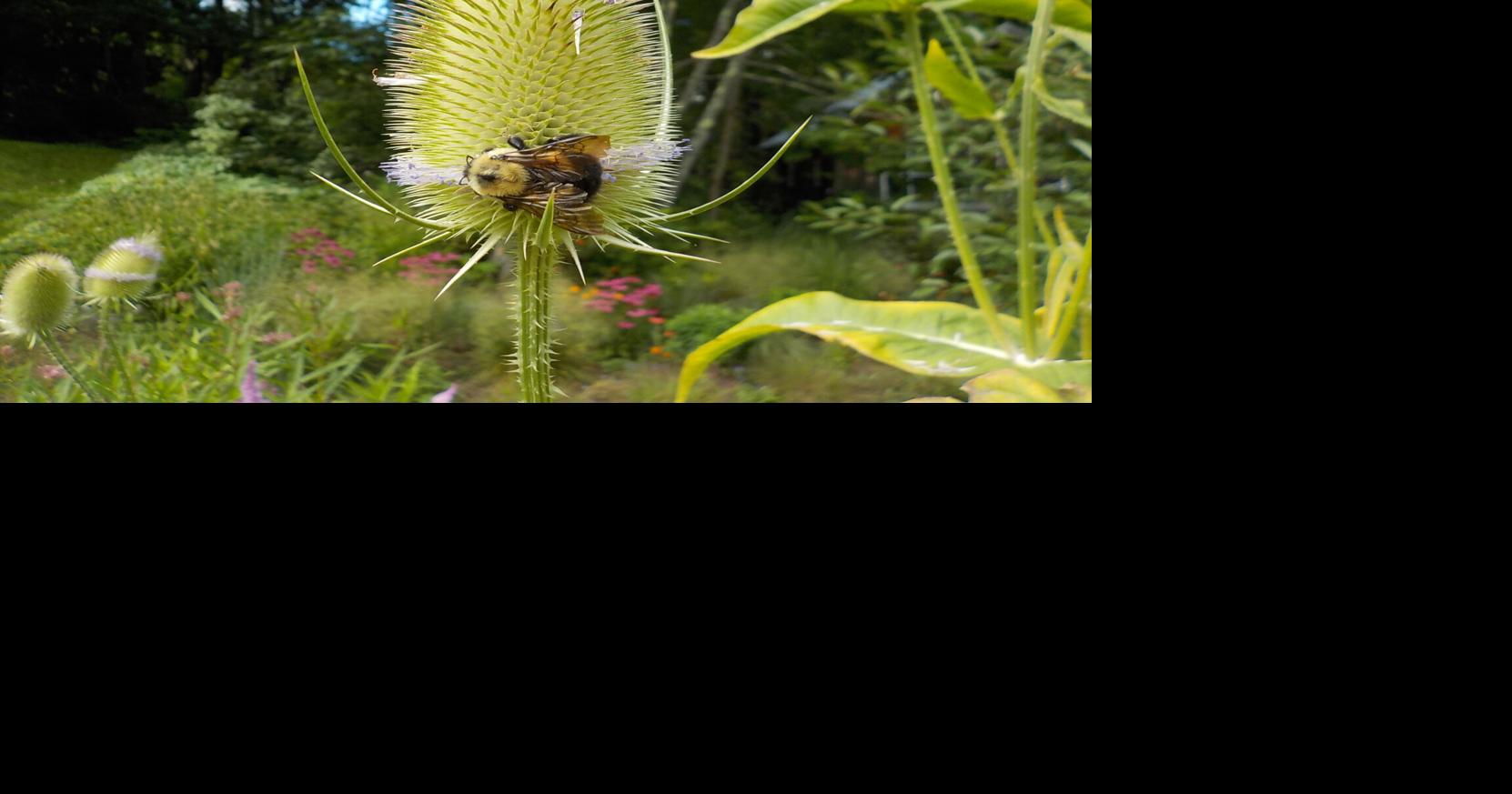 Henry Homeyer | Notes from the Garden: Big plants, tall plants ...