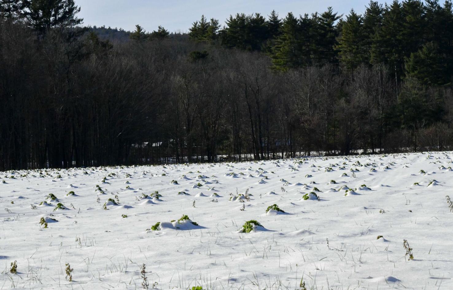 Vernon opposes solar project on farm land proposed by Great River Hydro ...