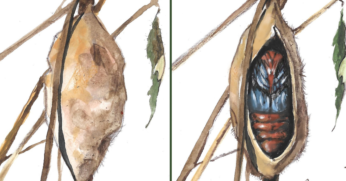 The Outside Story | Cocoon Spotting: Giant silk moths in winter ...