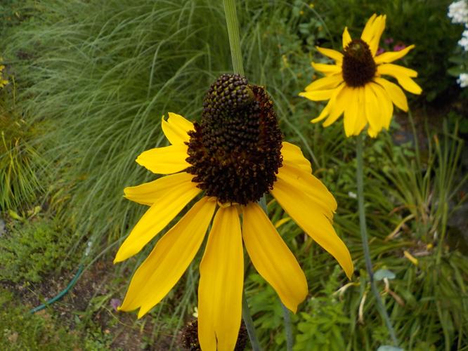 Henry Homeyer | Notes from the Garden: Big plants, tall plants ...