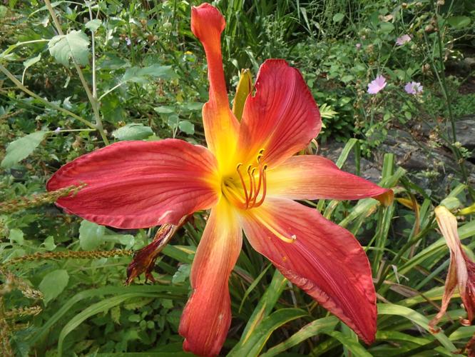 Henry Homeyer | Notes from the Garden: On Becoming a Plant Collector ...