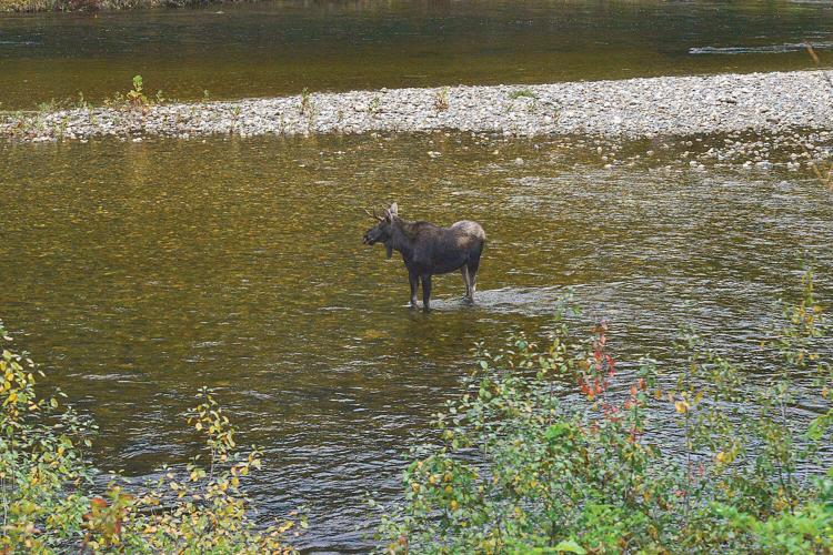 Rare moose sighting delights passersby | Local News | reformer.com