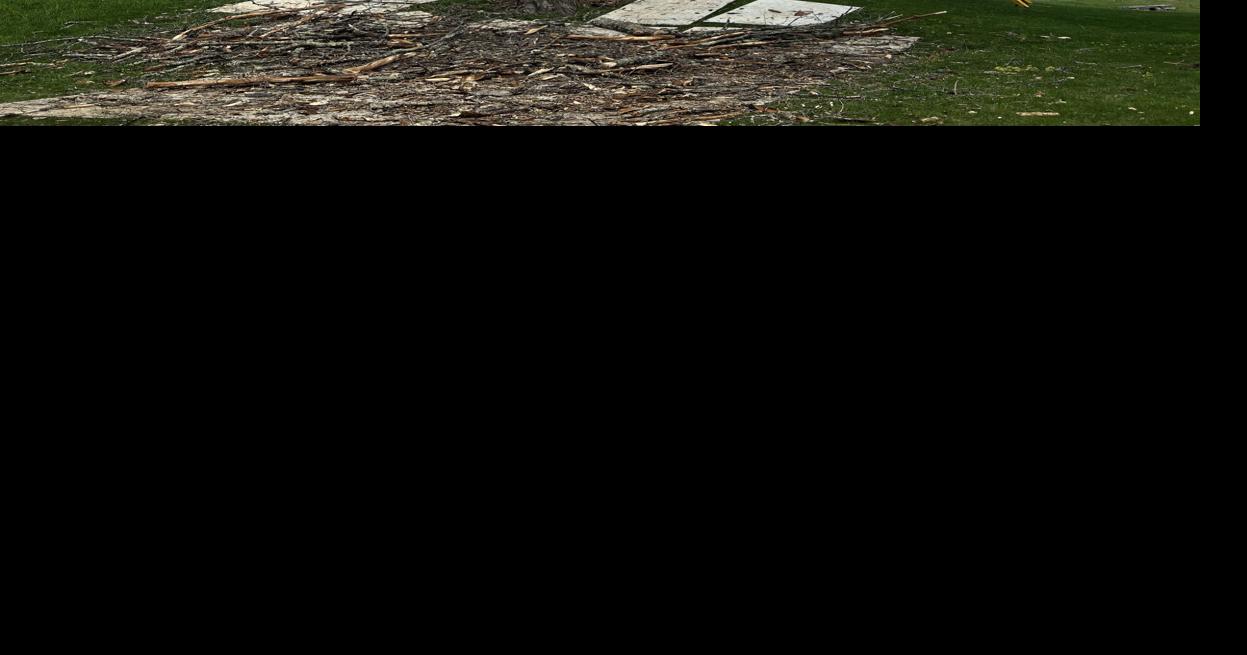 Historic maple tree removed from courthouse lawn | Local News ...