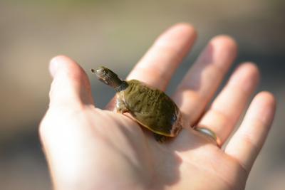 spiny softshell turtle baby