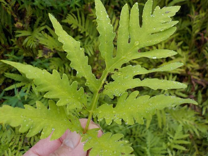 Homeyer | Notes from the Garden: Is it time to include ferns in your ...