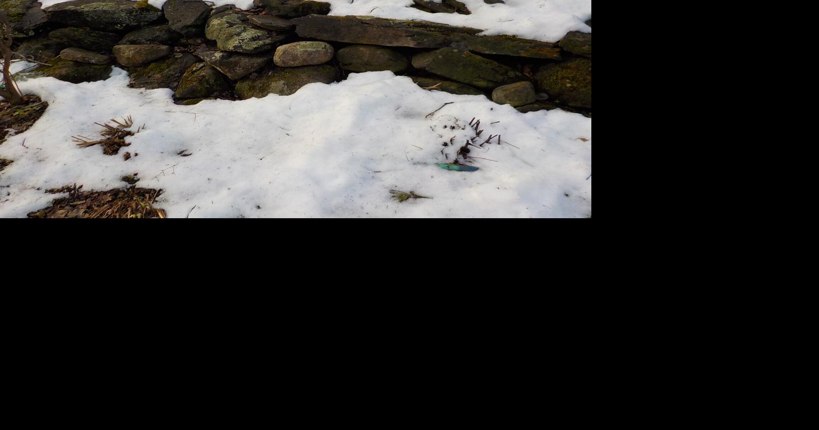 Henry Homeyer | Notes from the Garden: Looking back on earlier ...