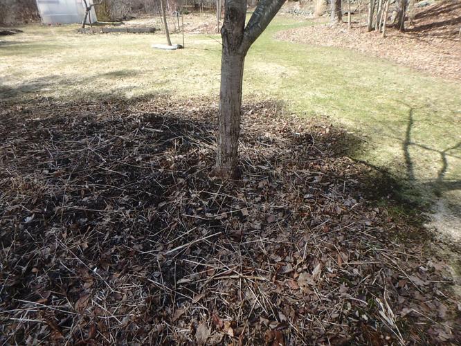 Henry Homeyer | Notes from the Garden: How what we grow helps our ...