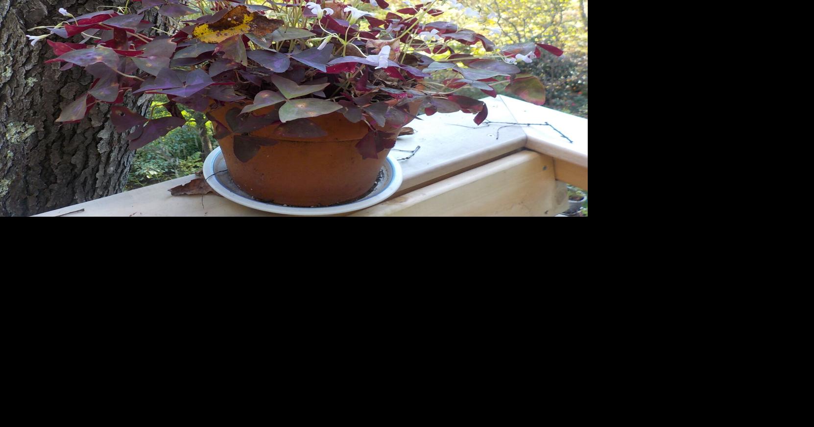 Henry Homeyer | Notes from the Garden: Putting the garden to bed ...