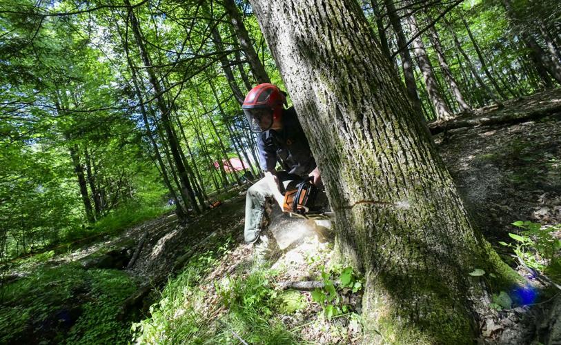 PHOTOS: Taking down an ash tree | Multimedia | reformer.com