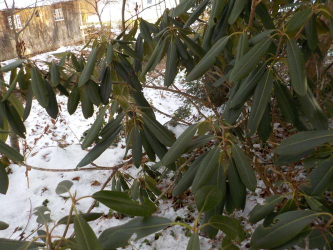 Homeyer | Notes from the Garden: Winter tree care | Outdoors | reformer.com
