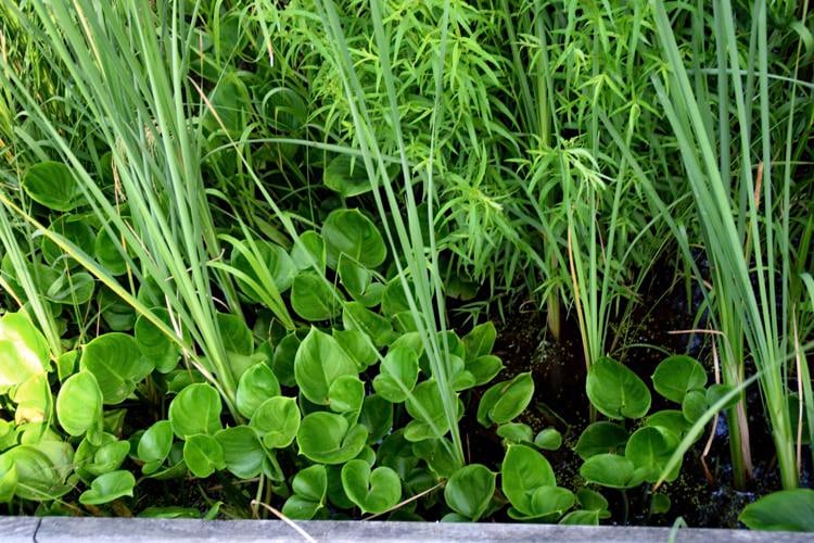 Tamarack Swamp once covered miles across Woodbury | Things To Do ...