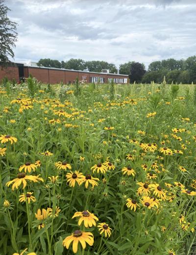 Red Wing Shoe’s native prairie habitat an improvement for employees ...
