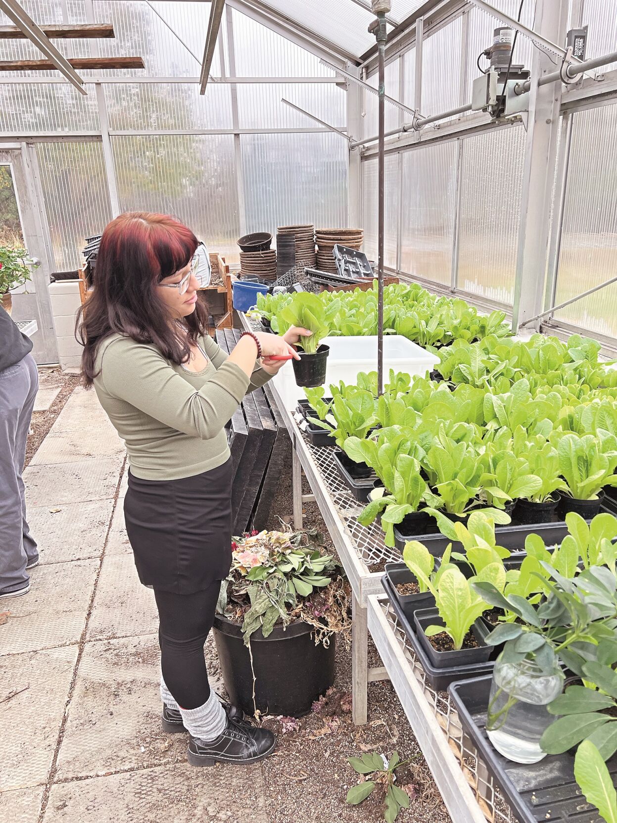 Red Wing students learn skills in Farm to Table program | Local News ...