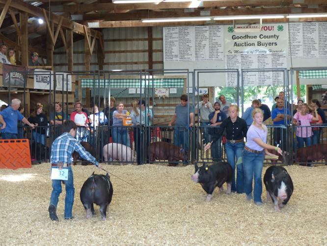 A day at the Goodhue County Fair | Local News | republicaneagle.com