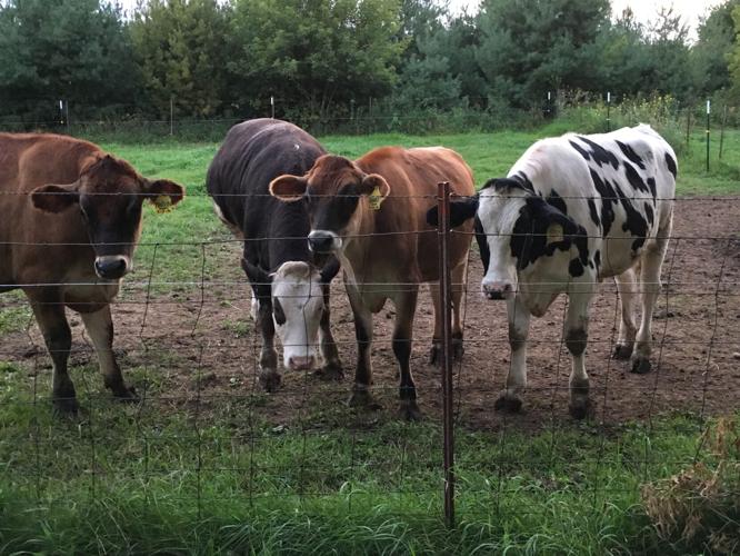 The life cycle of a farm animal | Schools | republicaneagle.com