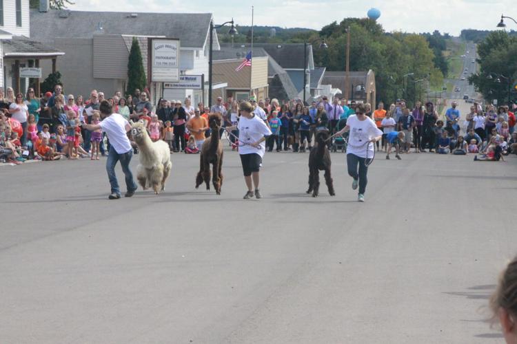 Llama lovin' | Things To Do | republicaneagle.com