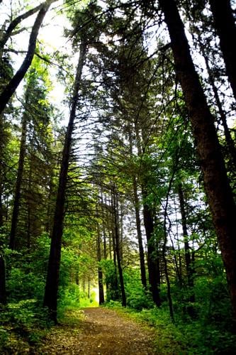 Tamarack Swamp once covered miles across Woodbury | Things To Do ...