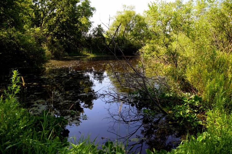 Tamarack Swamp once covered miles across Woodbury | Things To Do ...