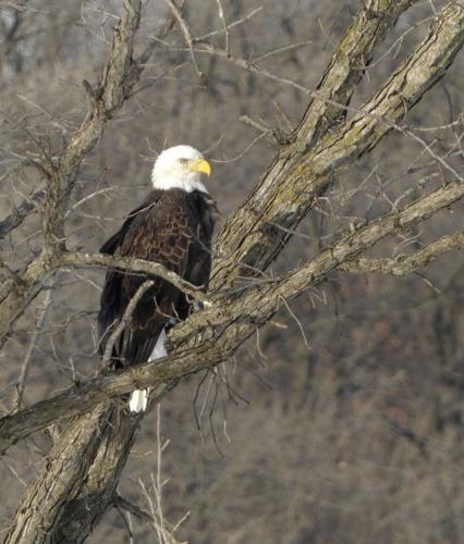 Featured photo: Eagle | Things To Do | republicaneagle.com