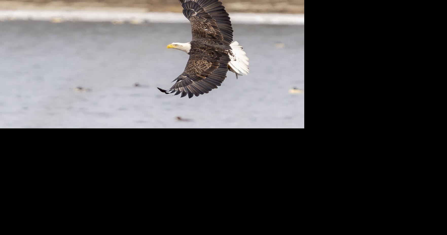 Eagles flock to Red Wing | | republicaneagle.com