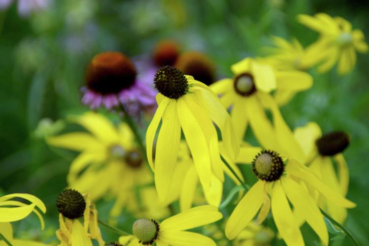 Colby Lake trails get updated, gain popularity among residents | Things ...