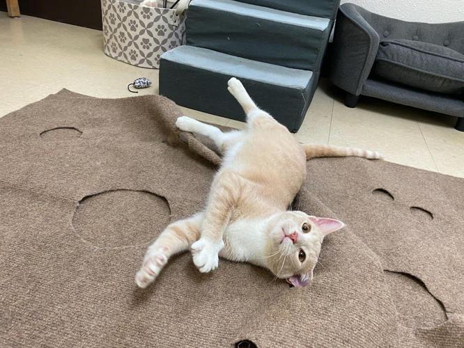 River Bluff Humane Society sees surge in animals | Local News ...