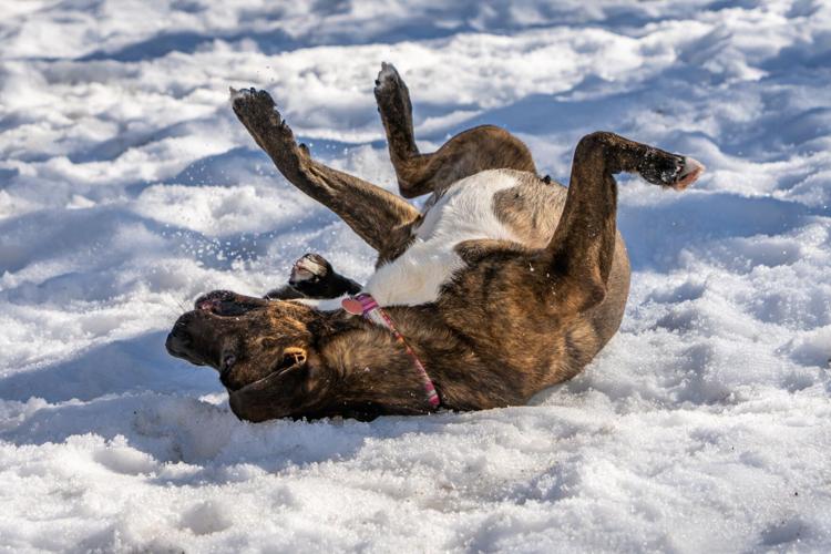 River Bluff Humane Society sees surge in animals | Local News ...