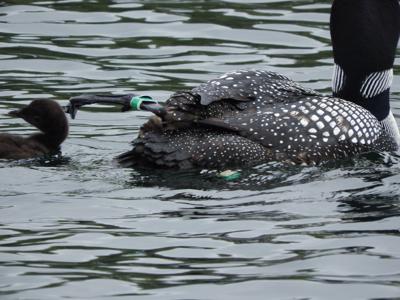 Natural Connections: Learning from banded loons | Newsletter ...
