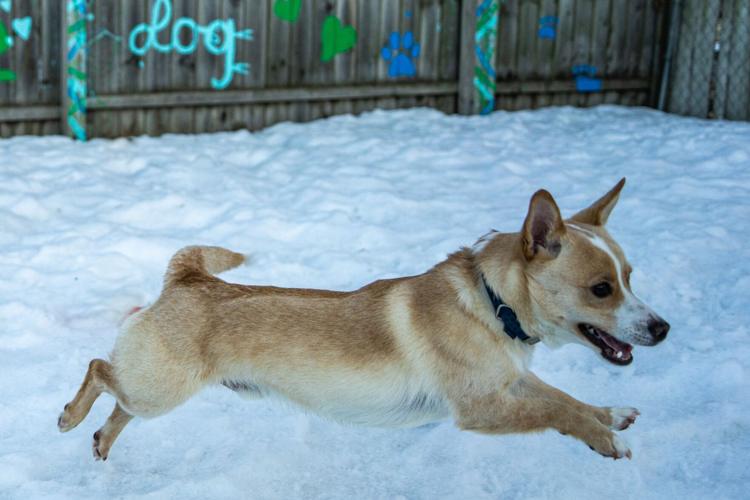 River Bluff Humane Society sees surge in animals | Local News ...