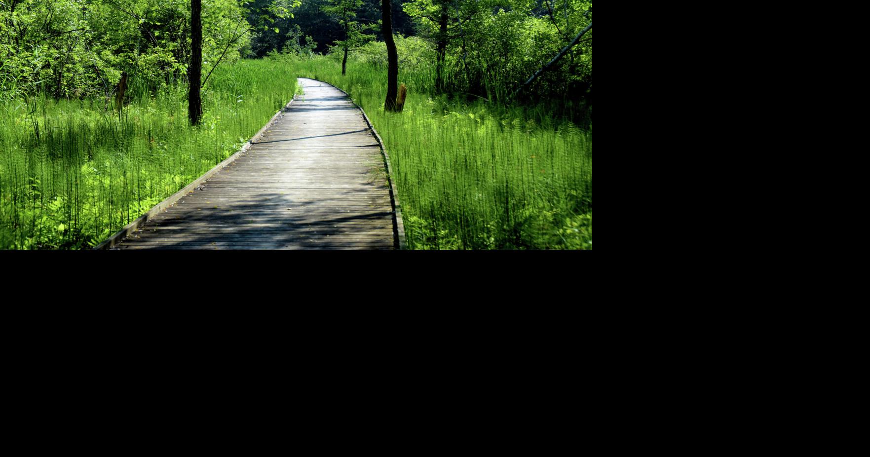 Tamarack Swamp once covered miles across Woodbury | Things To Do ...