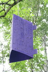 Traps set for emerald ash borer | Things To Do | republicaneagle.com