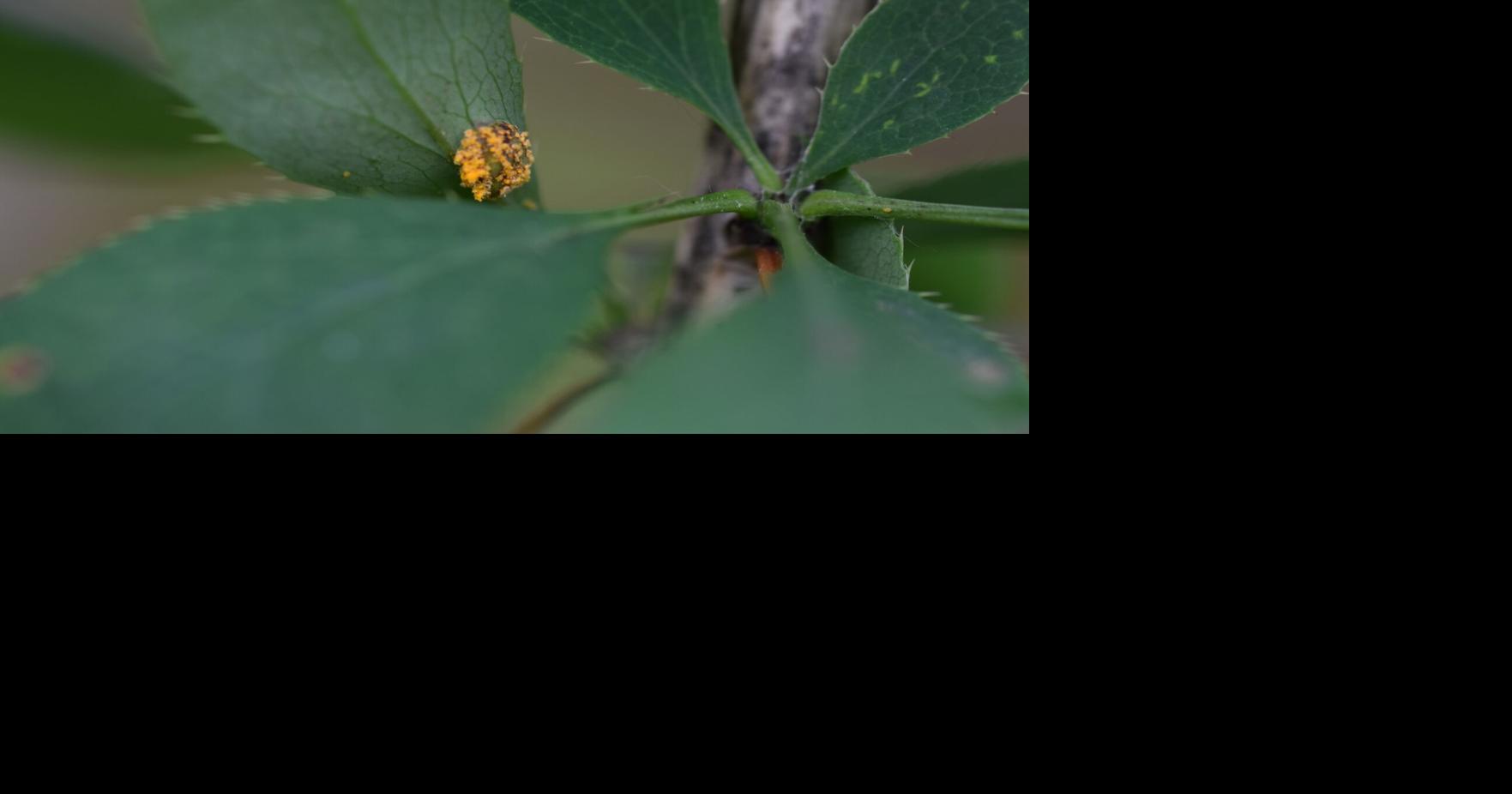 Weed of the month: Common barberry poses threat to small grains ...