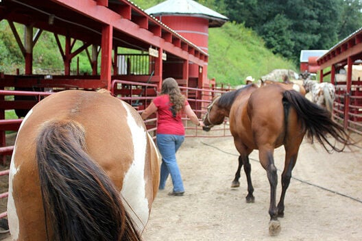 Red Wing Area Bucket List: Go horseback riding | Local News ...