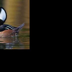 Wild side: How do snowbirds find their way home | Things To Do ...